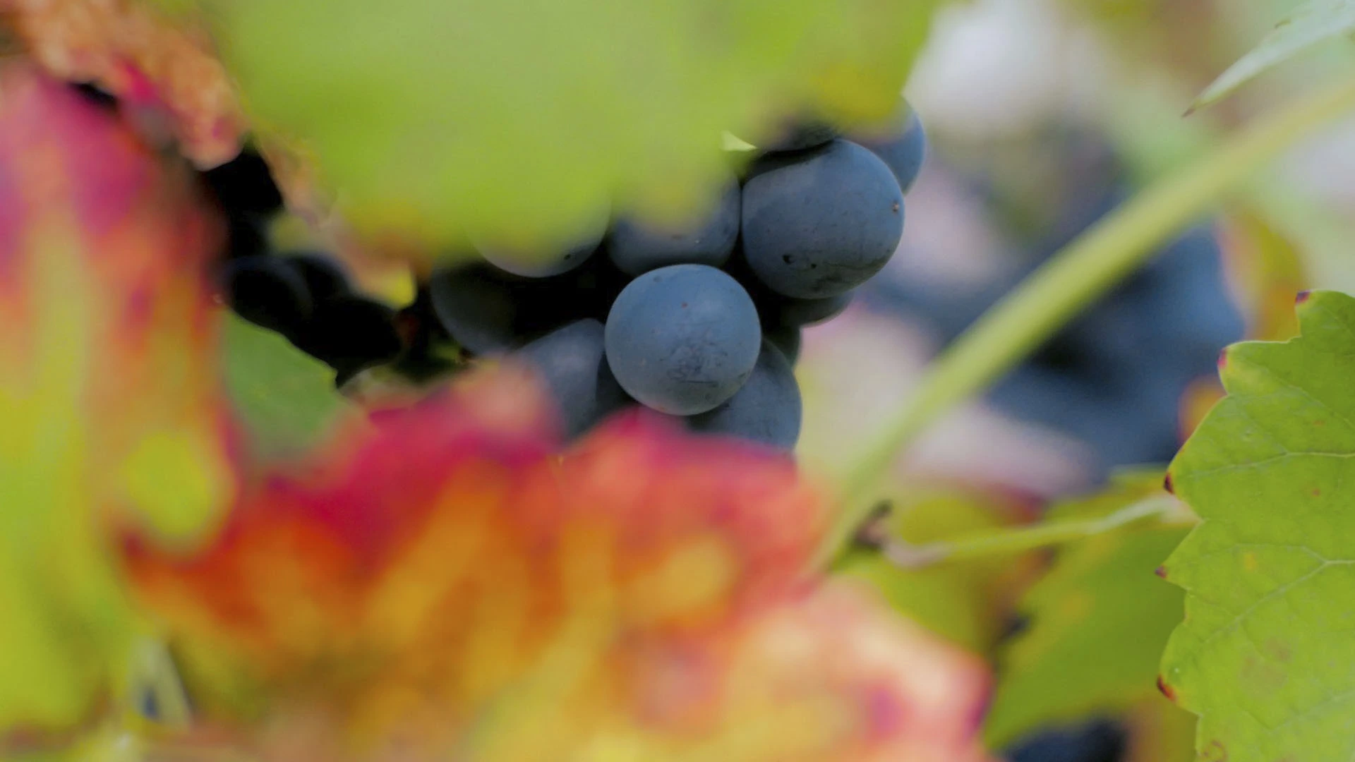 Discover the Vermentino Grape Varietal: Everything You Need to Know